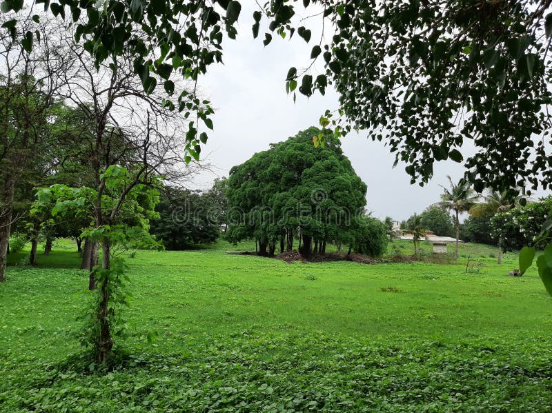 Natural Green Tree.Natural Indian Beautiful Wallpapers Natural Photo ...