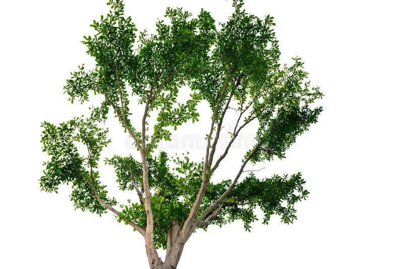 Natural Green Tree Isolated on White Background. Stock Photo - Image of ...