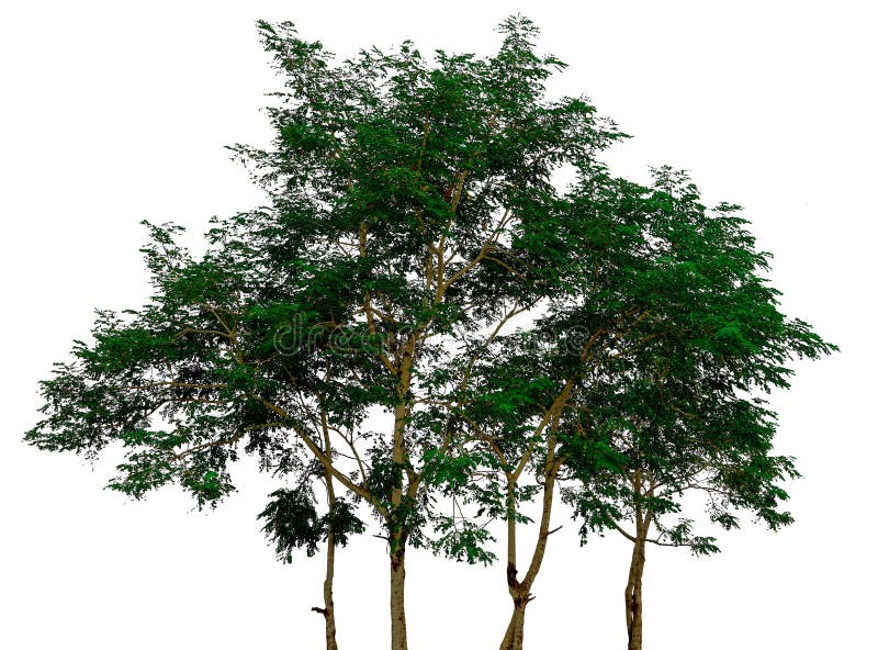 Natural Green Tree Isolated on White Background with Selective Focus ...