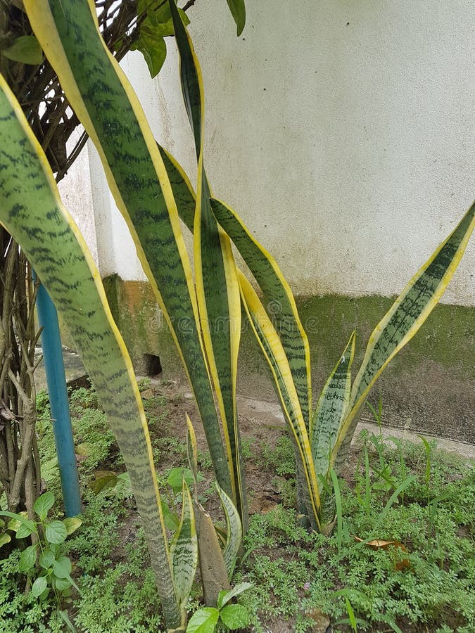 Natural green tree stock photo. Image of field, tree - 228485232