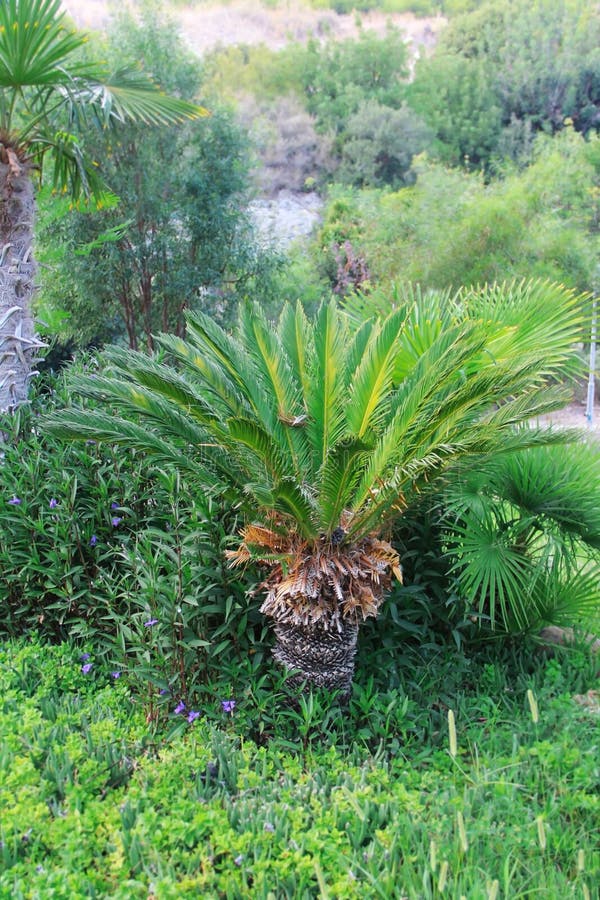 Sylvester Palm Trees Stock Photos - Free & Royalty-Free Stock Photos ...