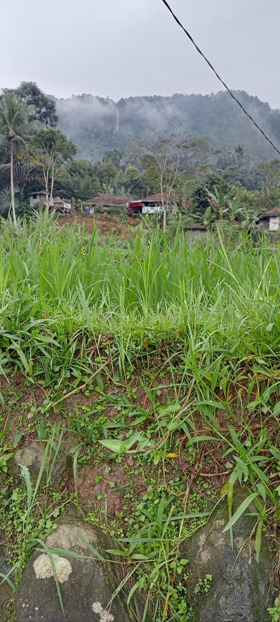 Natural Green Tree Rice Water is Cloudy without Effects Stock Image ...