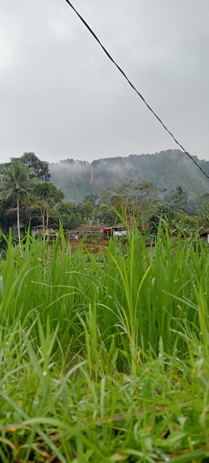 Natural Green Tree Rice Water is Cloudy without Effects Stock Photo ...