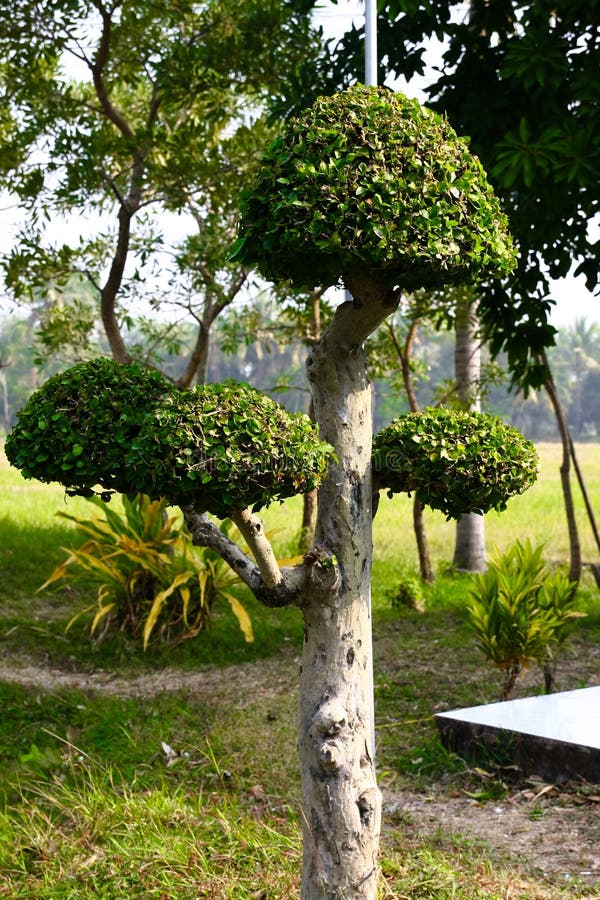 Natural green tree shape stock photo. Image of forest - 42850930