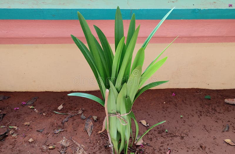 Natural Green Trees Grow a Earth Stock Image - Image of earth, green ...