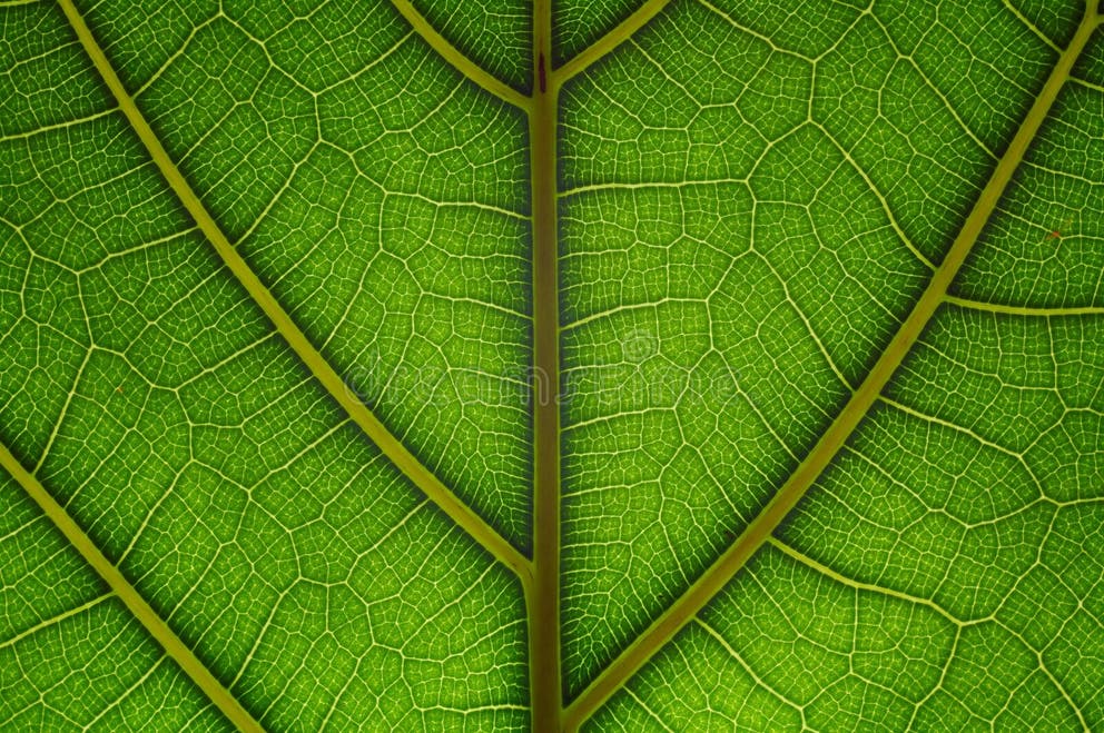 Natural grid stock photo. Image of link, close, network - 2305498