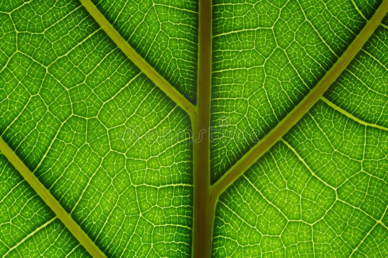 Natural grid stock image. Image of bright, background - 2477749