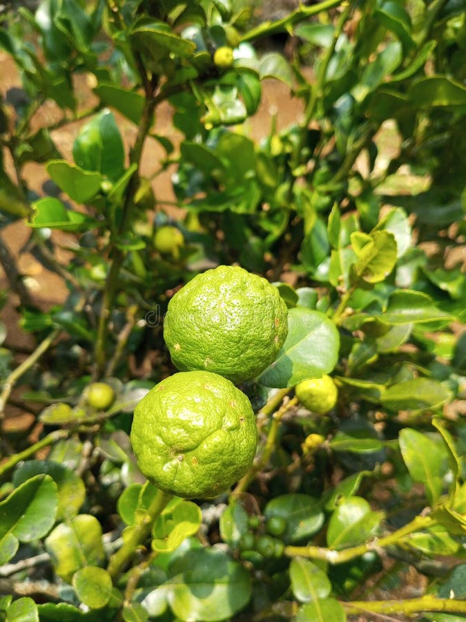 Natural grown forest lime stock image. Image of garden - 296616563