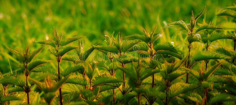 Natural Growth Closeup Cropped Image Of Green Leafy Plants Growing In