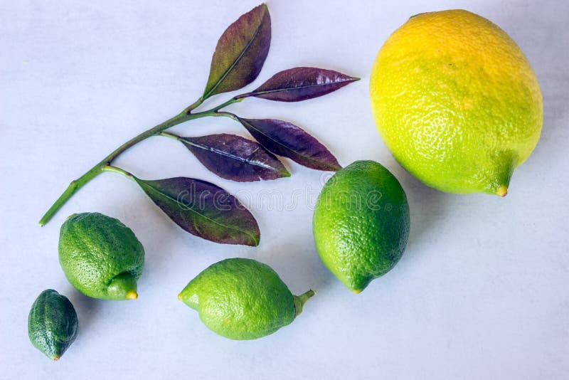 Natural Growth of of Lemon. Concept - Evolution. Stock Photo - Image of ...