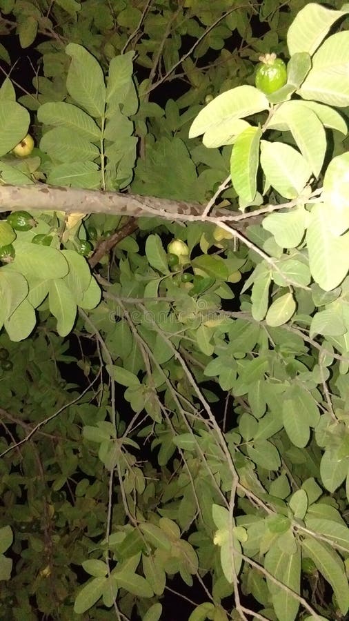 Natural stock photo. Image of natural, guava, front - 124228810