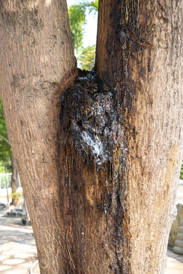 Natural Gums on Tree Bark. Yellow Rubber Stock Image - Image of incense ...