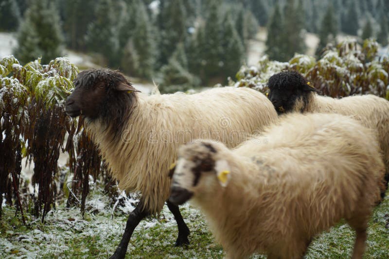 201 Lavender Sheep Stock Photos - Free & Royalty-Free Stock Photos from ...