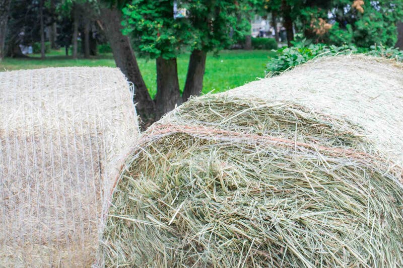 Natural Haystack in the Park, Hayloft Stock Photo - Image of ecology ...