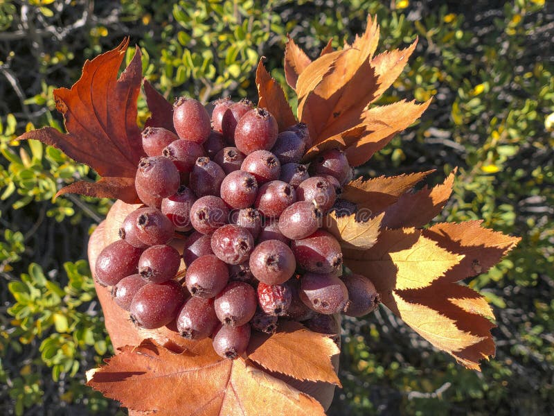 Natural,healthy,wild Edible Dates Stock Photo - Image of grape ...