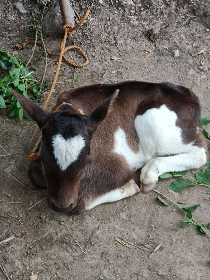 Natural Heart in Calf S Head Looks Beautiful Stock Photo - Image of ...