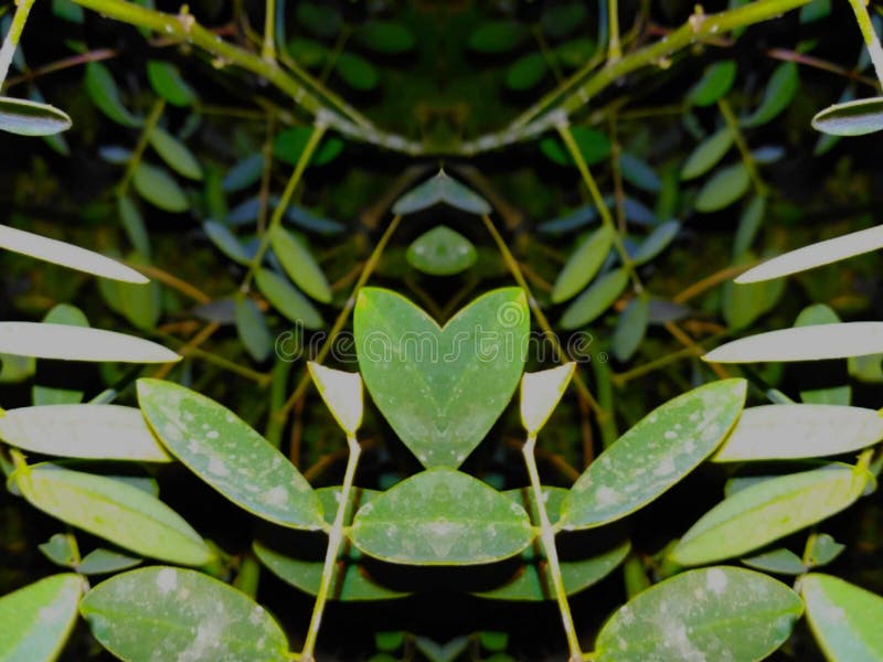 Natural Heart by a Pretty Leaf Stock Image - Image of green, pretty ...