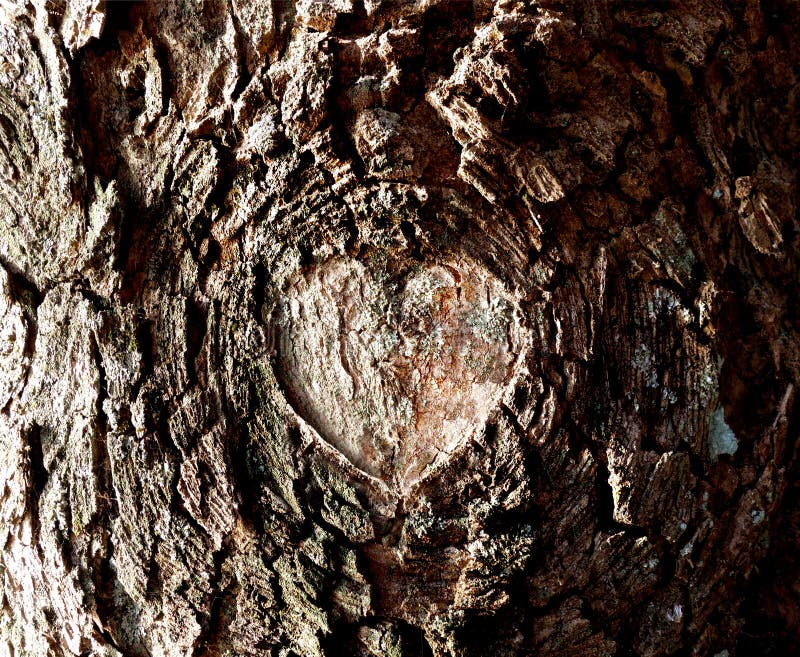Knot in the bark of a tree stock photo. Image of eastern - 111933916