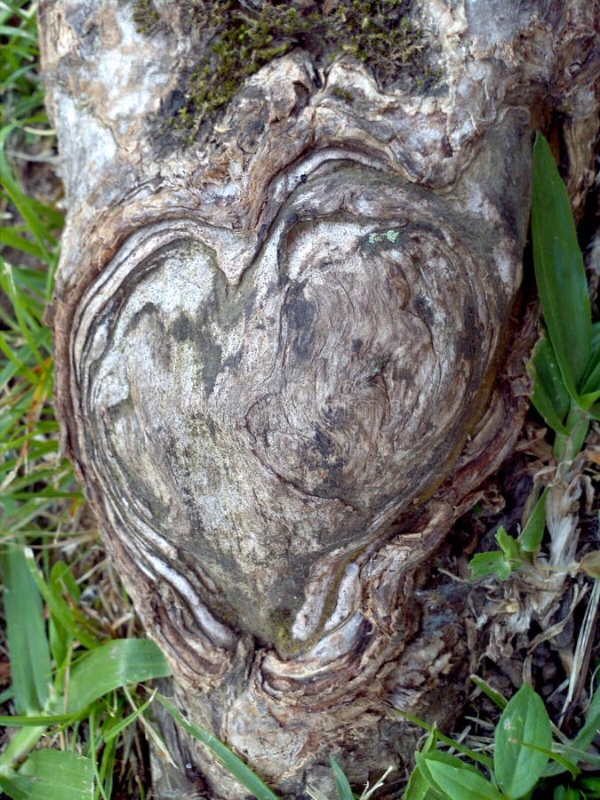 Natural Heart in the Tree Root Stock Image - Image of plant, tree ...
