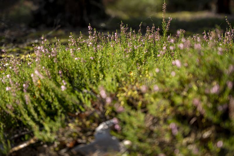 Natural Heather Close-up. Background from Flowers of Lilac Color. Stock ...