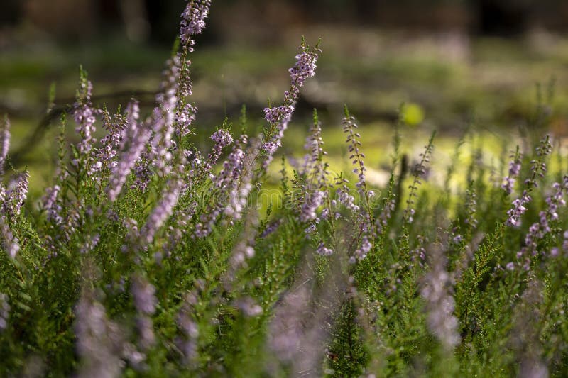 Natural Heather in the Forest Stock Image - Image of botany, autumn ...