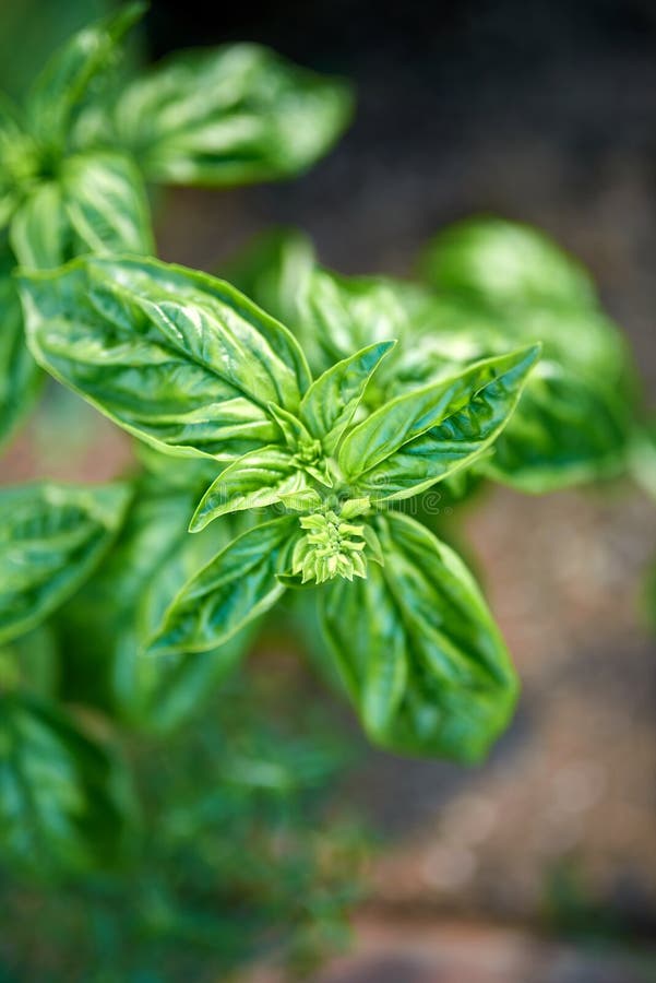 Fresh Basil Leaves - Natural Herb Basil Plant in the Garden Stock Photo ...