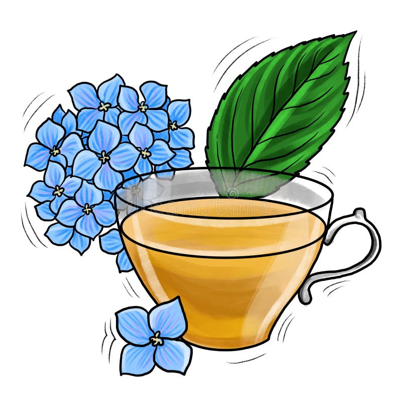 Natural Herbal Hydrangea Tea Stock Illustration - Illustration of ...