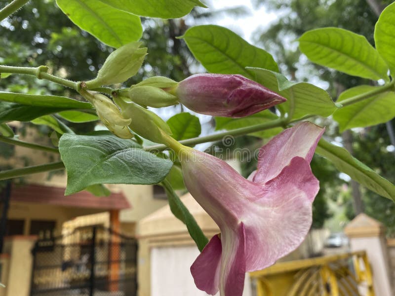 Natural Hibiscus Flowers in a Garden Stock Photo - Image of leaf ...