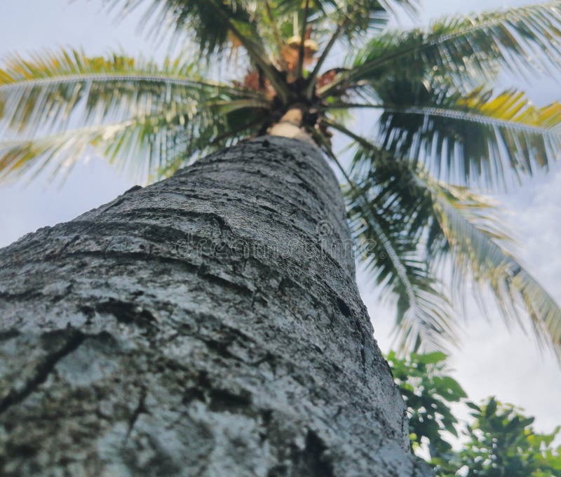 Natural hight Coconut tree stock image. Image of hight - 183783015