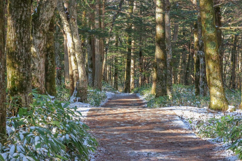 Natural Hiking Way in Pine Trees Forest Stock Image - Image of ...