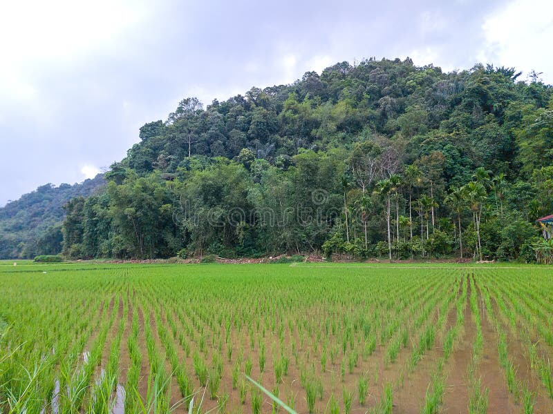 Natural Hills and Rice Fields Stock Photo - Image of natural, breezy ...