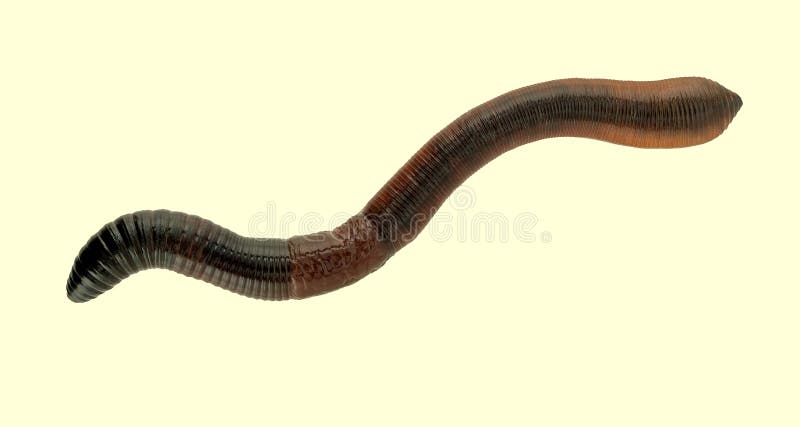 1,184 Fat Worm Stock Photos - Free & Royalty-Free Stock Photos from ...