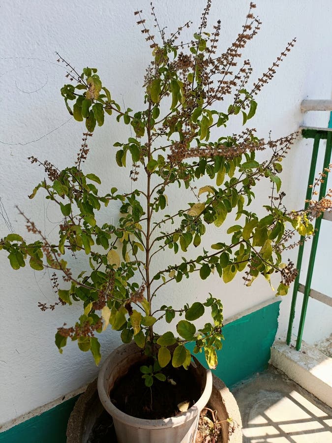 A natural Holy Basil tree stock image. Image of tree - 254977497