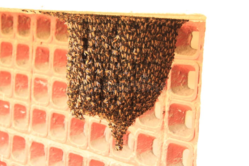 Natural Honey Bee Nest stock photo. Image of polen, collect - 70991830