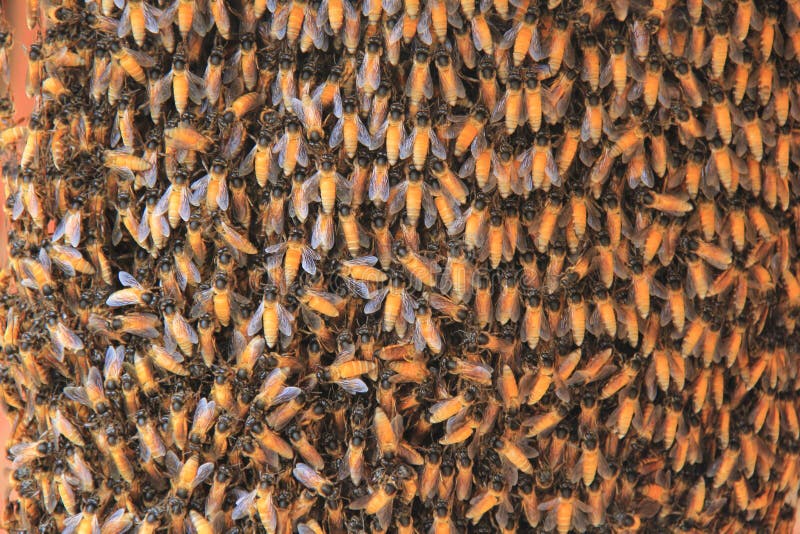 Natural Honey Bee Nest stock photo. Image of environment - 70992006