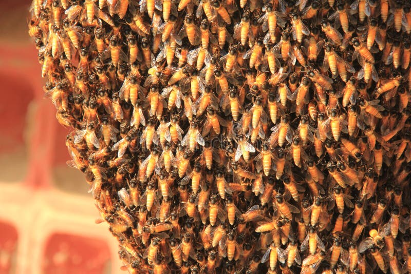 Natural Honey Bee Nest stock image. Image of beewax, dangerous - 70992043