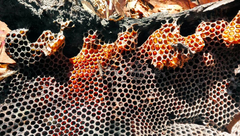 Natural honey comb stock photo. Image of cells, honey - 71349346