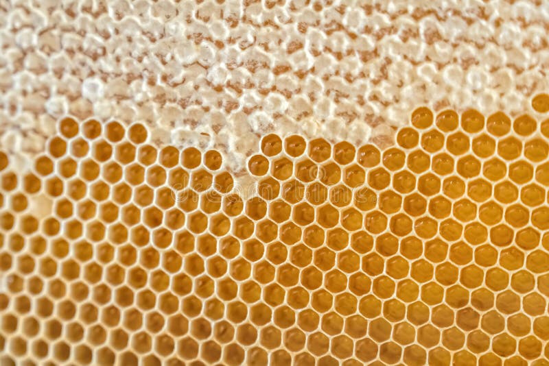 Natural Honeycomb with Honey Stock Photo - Image of beeswax, inspection ...
