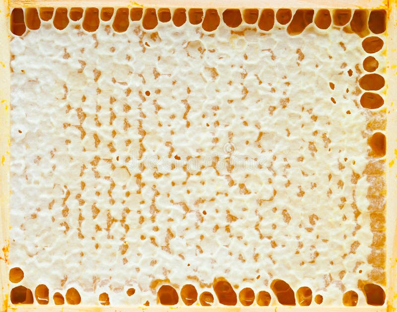 Natural Honeycomb Wax Texture Stock Image - Image of honeycomb, cell ...