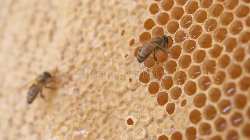 Natural Honeycombs with Working Bees in Beautiful Sun Light. Close Up ...
