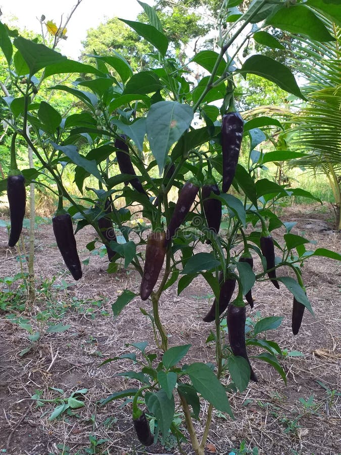 Natural hot Black chili stock photo. Image of natural - 272243770