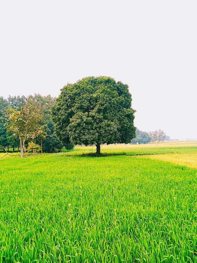 Natural Image Mango Tree for India Stock Photo - Image of mango ...