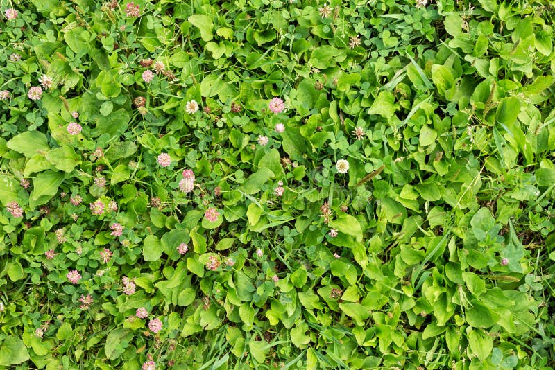 Natural Inborn Green Grass. Flat Lay. Top View. Stock Photo - Image of ...