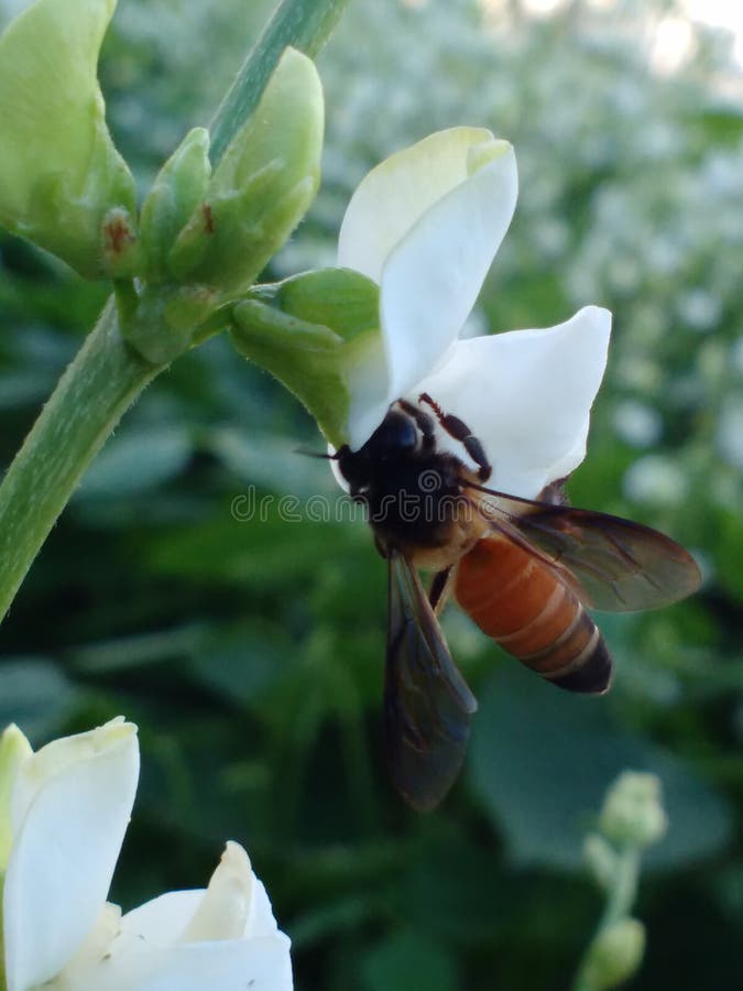 Honey stock image. Image of inset, honey, natural, naturals - 135112861