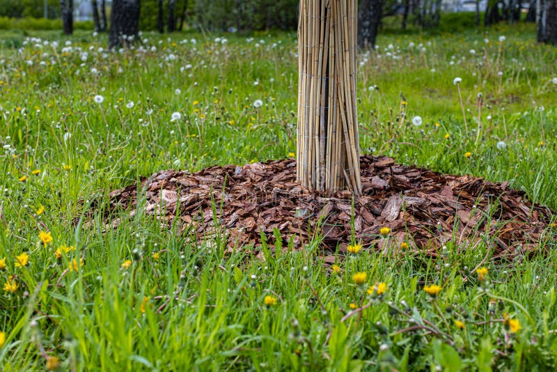 Natural Insulation for the Root System of a Tree Stock Image - Image of ...