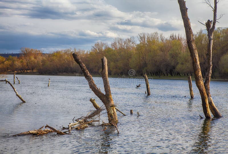 Natural inundation stock photo. Image of flowing, wood - 93000738