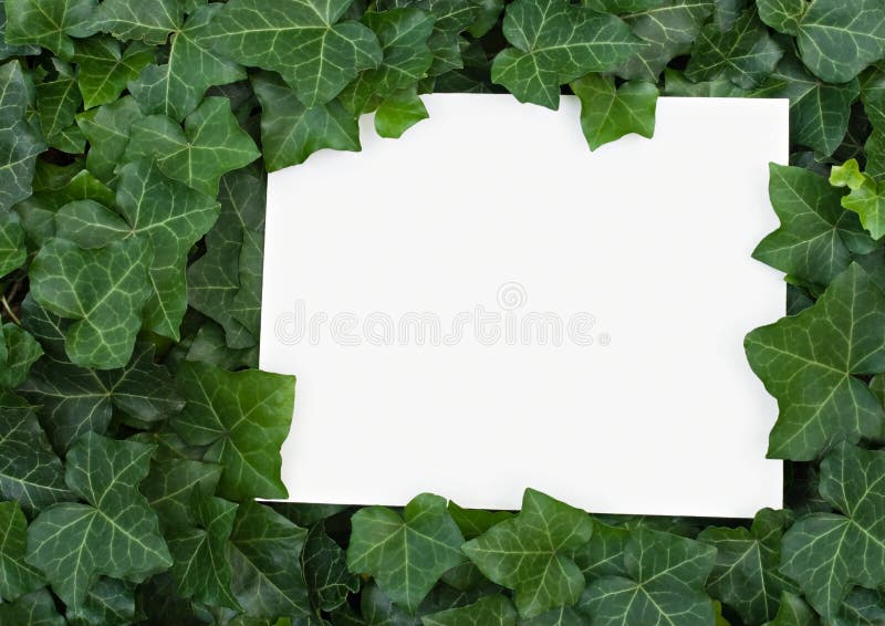 34+ Green ivy border Free Stock Photos - StockFreeImages