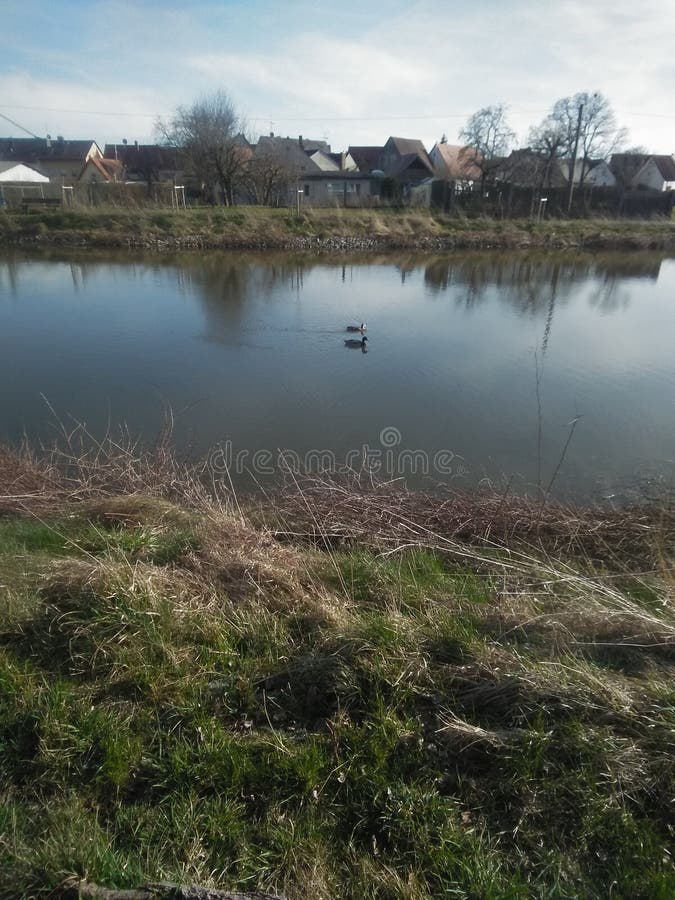 Natural j stock image. Image of natural, birds, water - 176670597