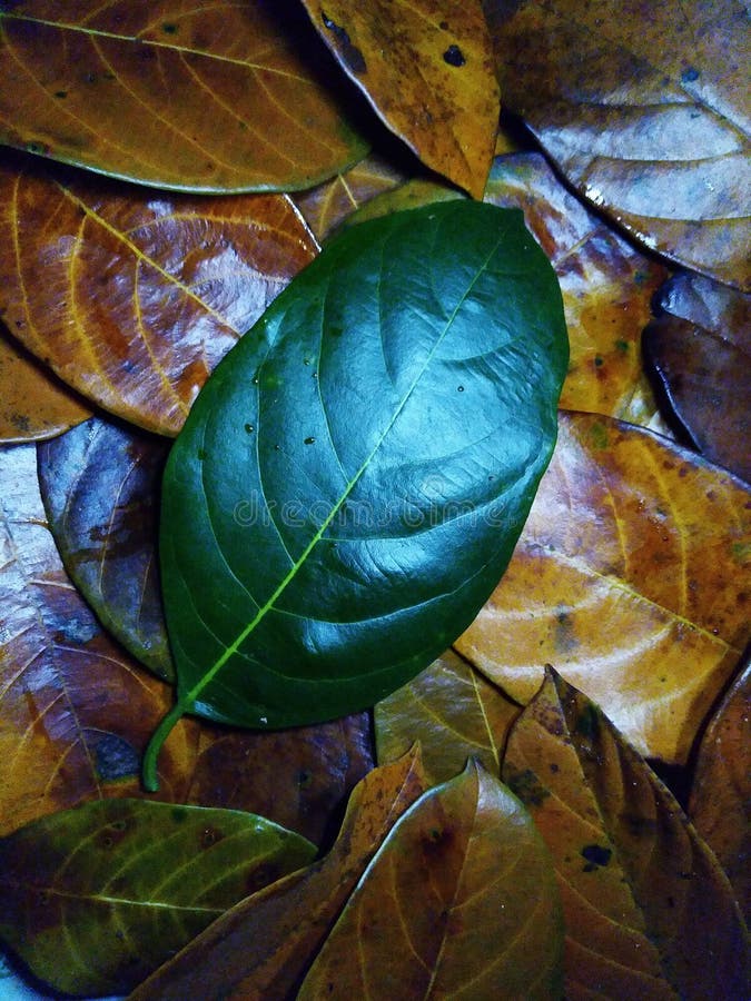 Natural jak leaves stock image. Image of nature, natural - 164021015