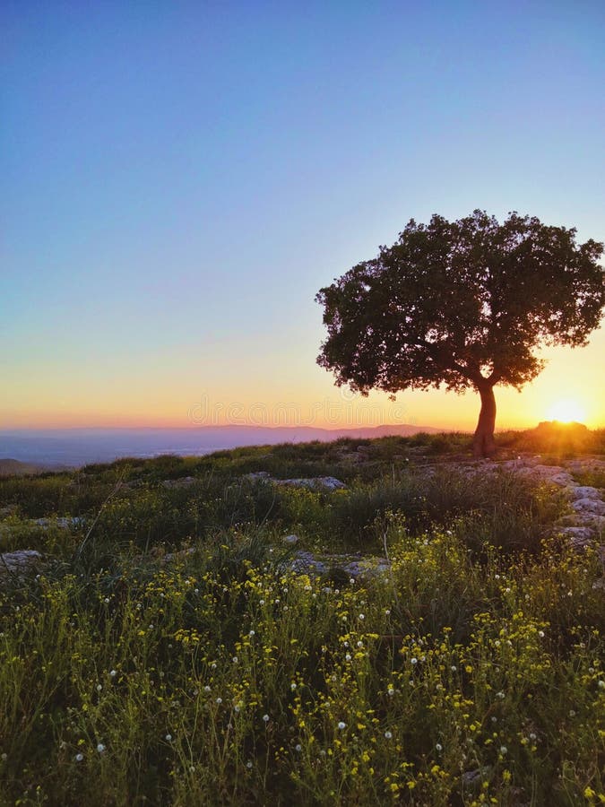 Natural jordan forest stock image. Image of landscape - 236734207